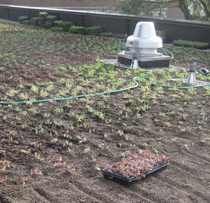 Extensive Green Roof Maintenance - Green Roof Technology