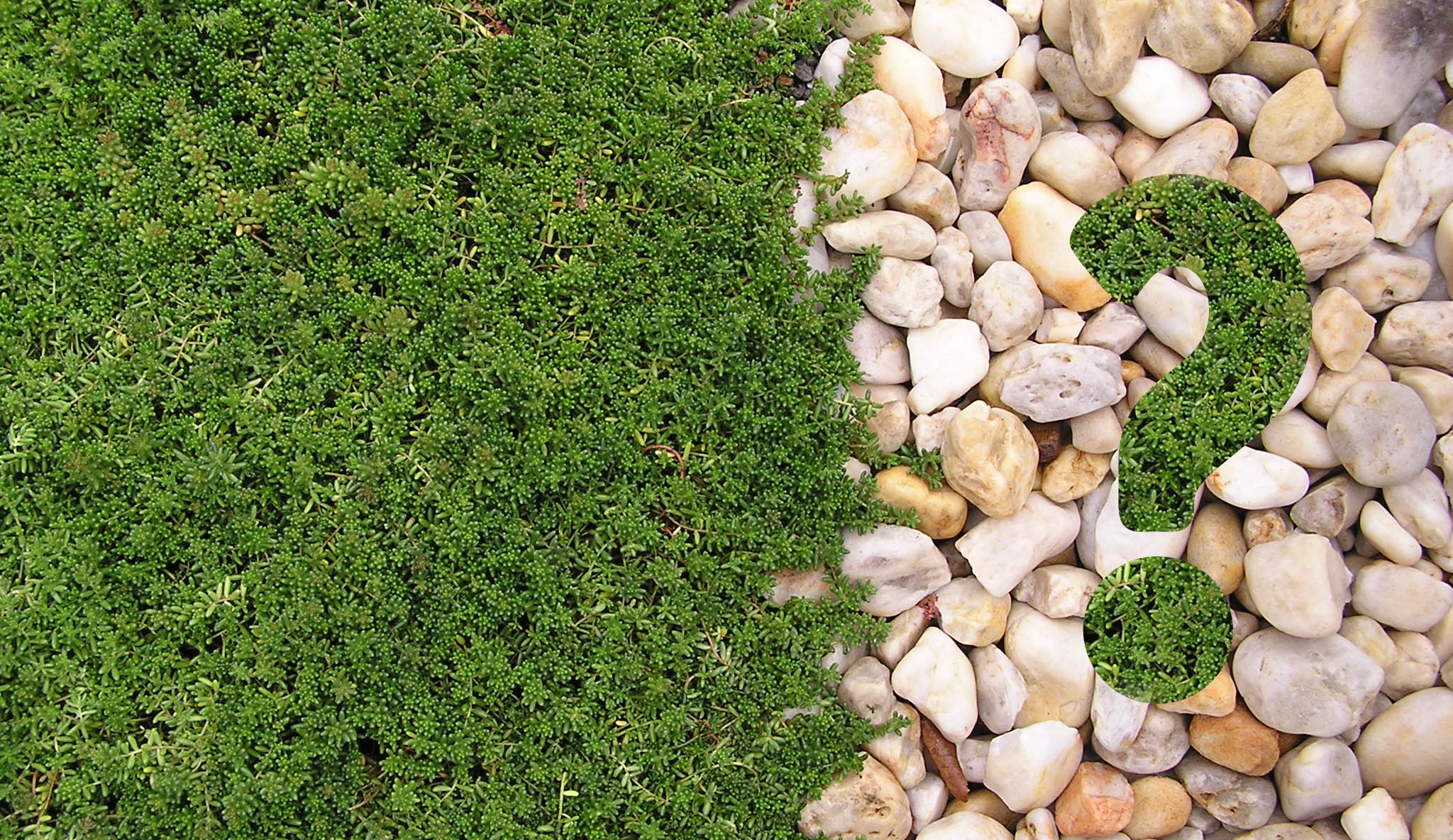 Semi-intensive Green Roof - Green Roof Technology